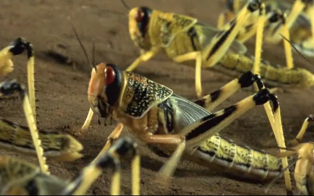 【纪录片】小宇宙 基因狂想曲【外语中字】