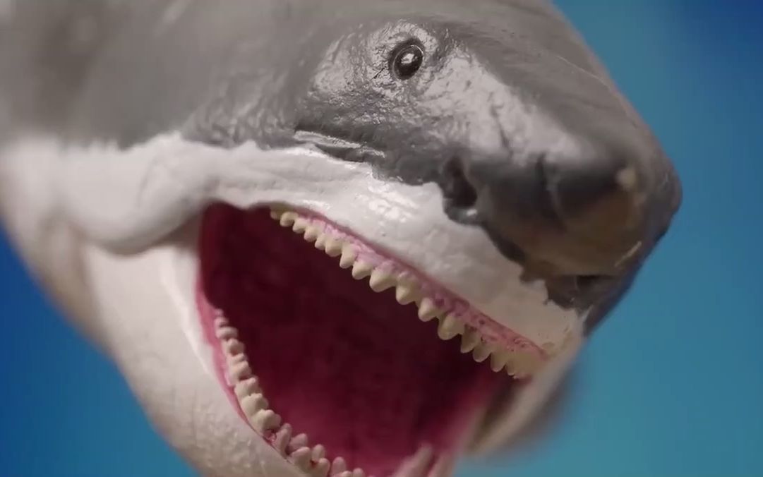 【巨齿鲨】大白鲨和巨齿鲨的对比!作为灭绝的动物它到底有多强大!