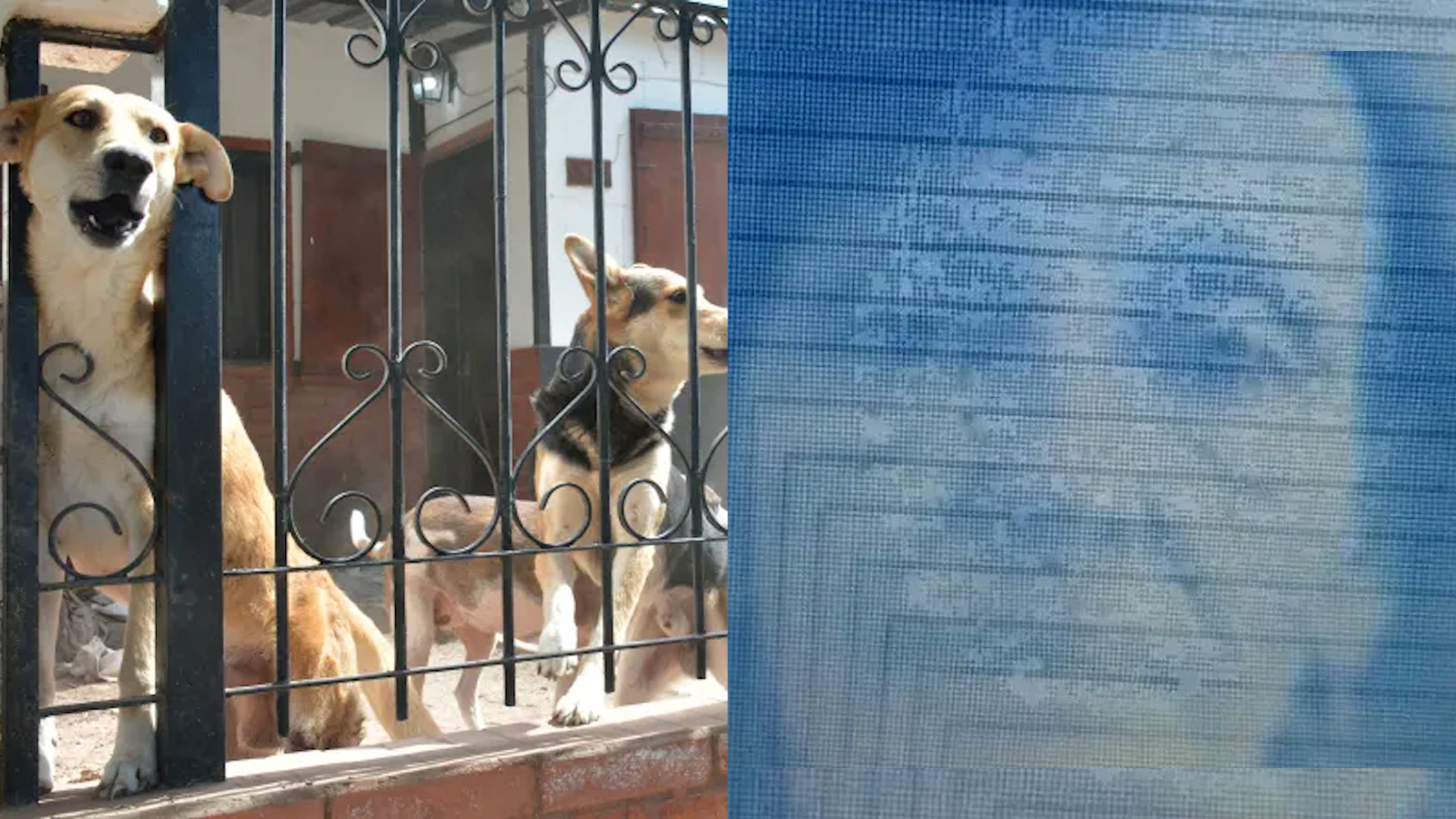 邻居闻恶臭多日报警,破门痛心见独居老人陈尸屋内:尸体遭狗啃食