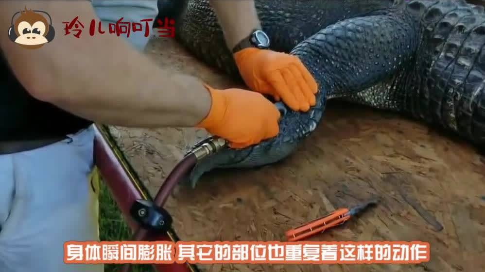 男子现场剥鳄鱼皮,看完取鳄鱼皮的过程后,你还想买奢侈品吗!
