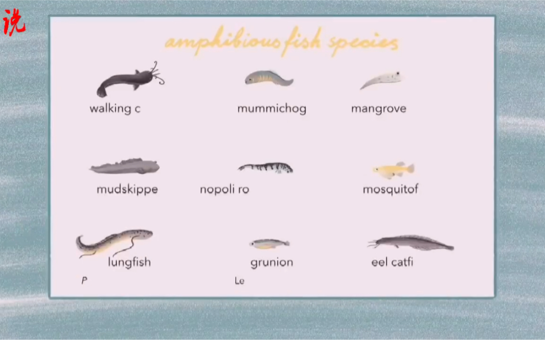 会行走的鱼?两栖动物离开水面,它们将面临窒息,干燥,被掠食者猎杀的...