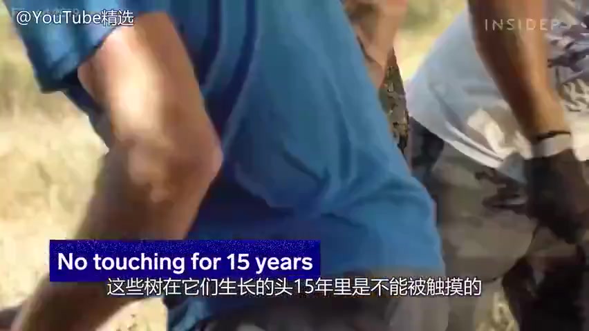 红酒瓶的软木塞是怎么生产出来的