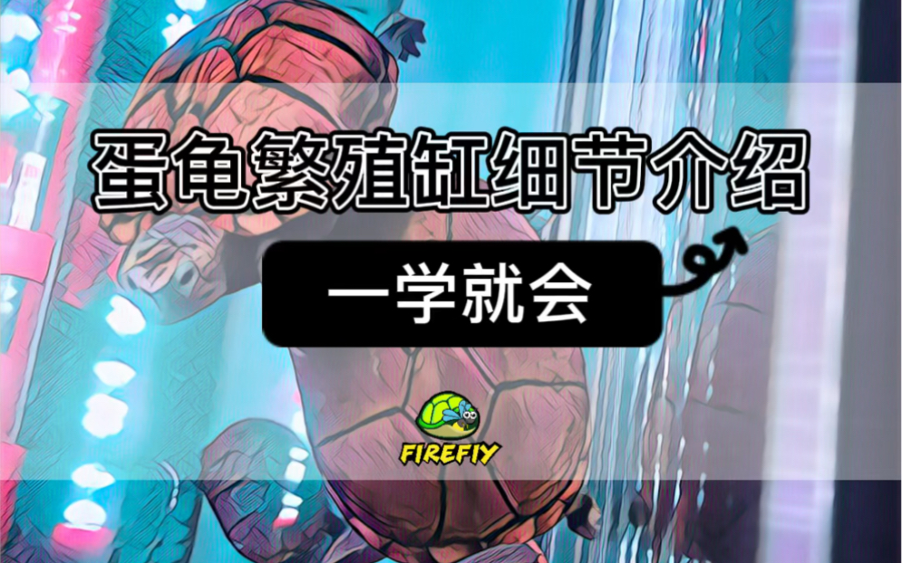 蛋龟繁殖排缸细节介绍