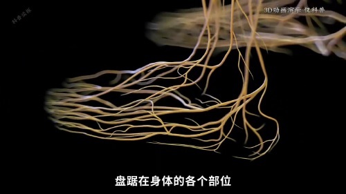 ...复杂的网络之一神经系统犹如"千年老树根"盘踞于身神经系统人体结构