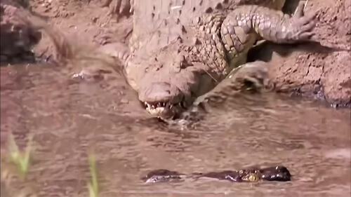 鳄鱼是两栖动物还是爬行动物?