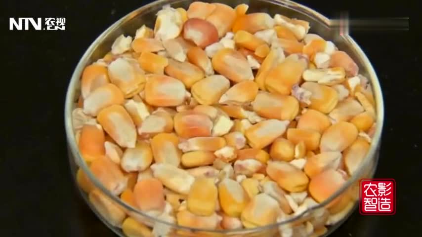 为了确保猪的安全,主要饲料玉米都有哪些质量检测程序?