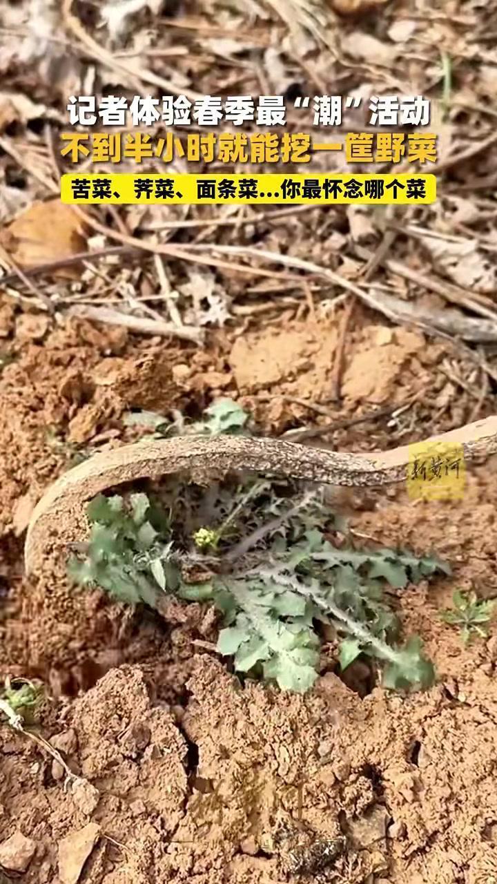 记者体验春季最"潮"活动!不到半小时就能挖一筐野菜(摄像:徐超剪辑/...