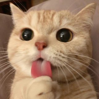 影视剪辑小猫咪呀
