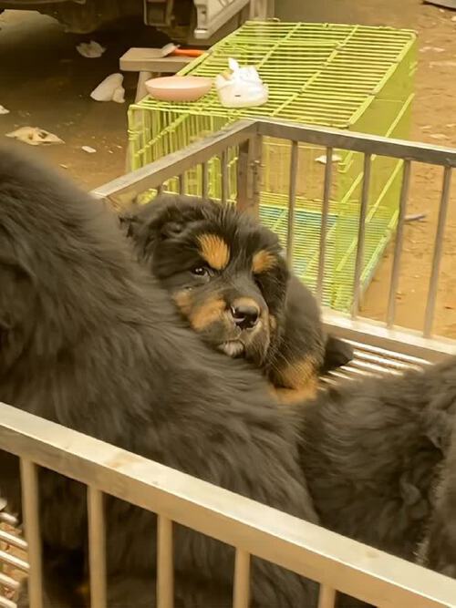 河北狗市品种多种多样,不仅有宠物犬,而且大型犬更多!