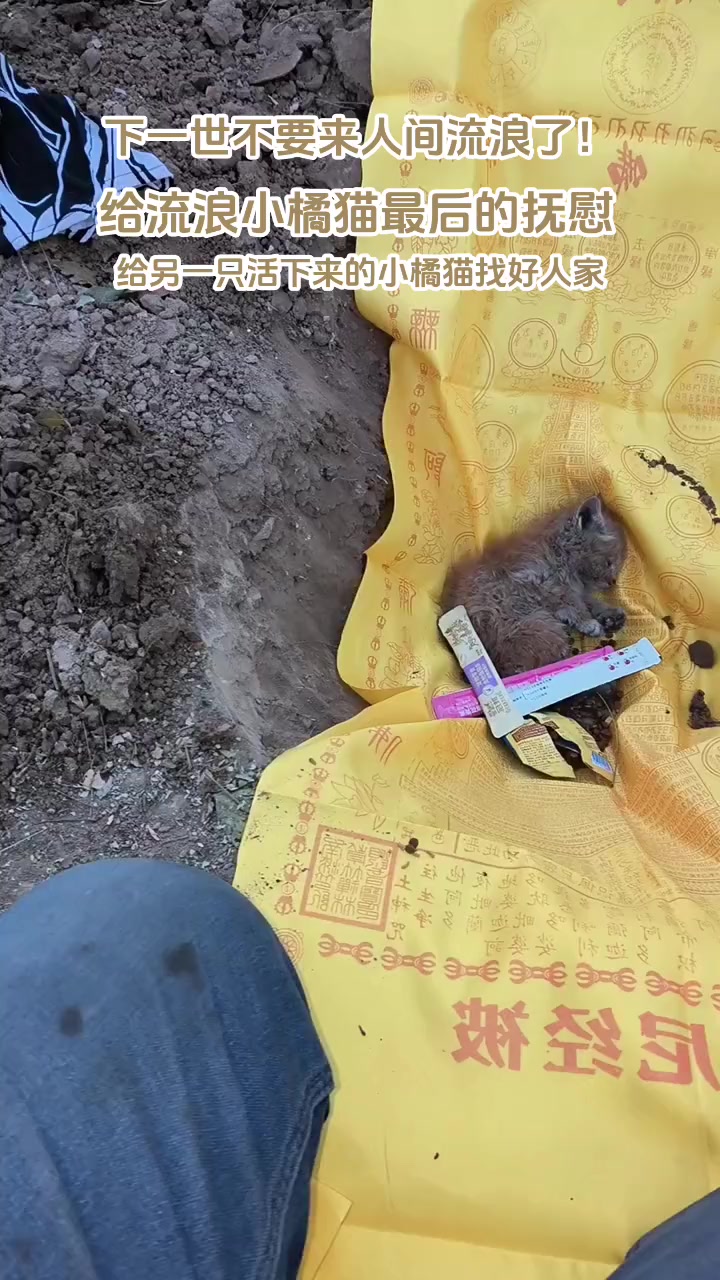 ...如果你遇到小区和马路上不幸去喵星ߘ�的毛孩子没法儿掩埋,没法挖...
