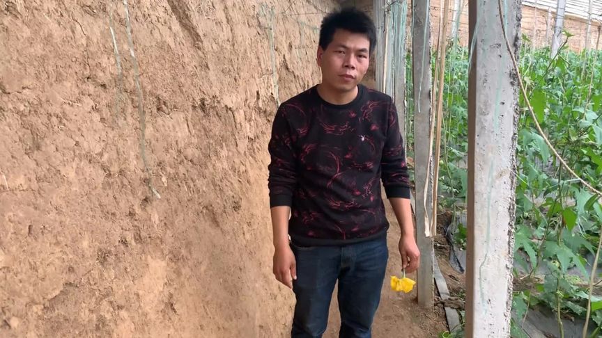 菜农宗哥:给大家说一下丝瓜是长势对丝瓜有更好的生长过程!