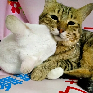 幂学逻辑宋加瑞 