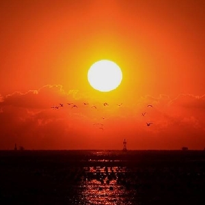 动物声音博物馆 