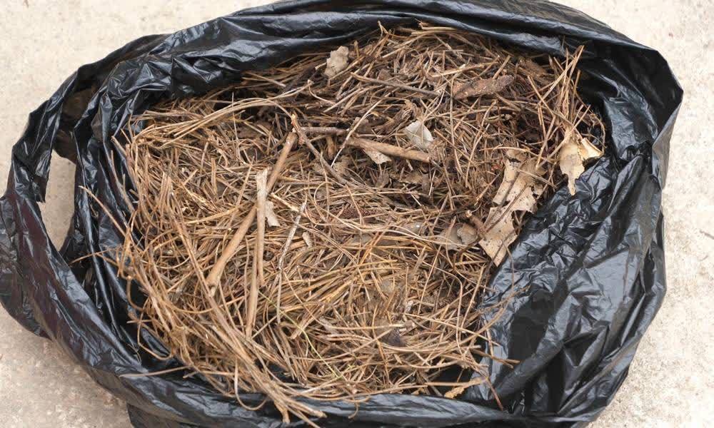 这样制作松针土,不花一分钱用来养花、开花多