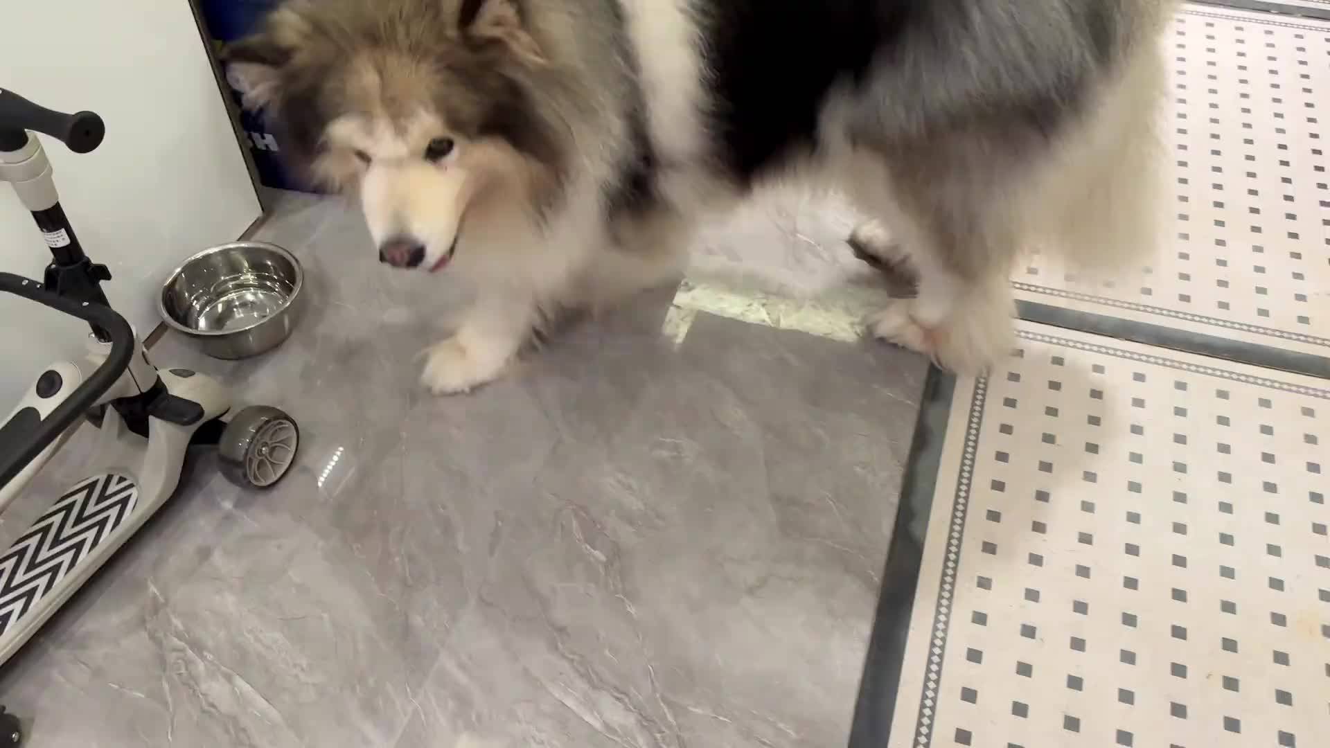 狗:我真没用一点力