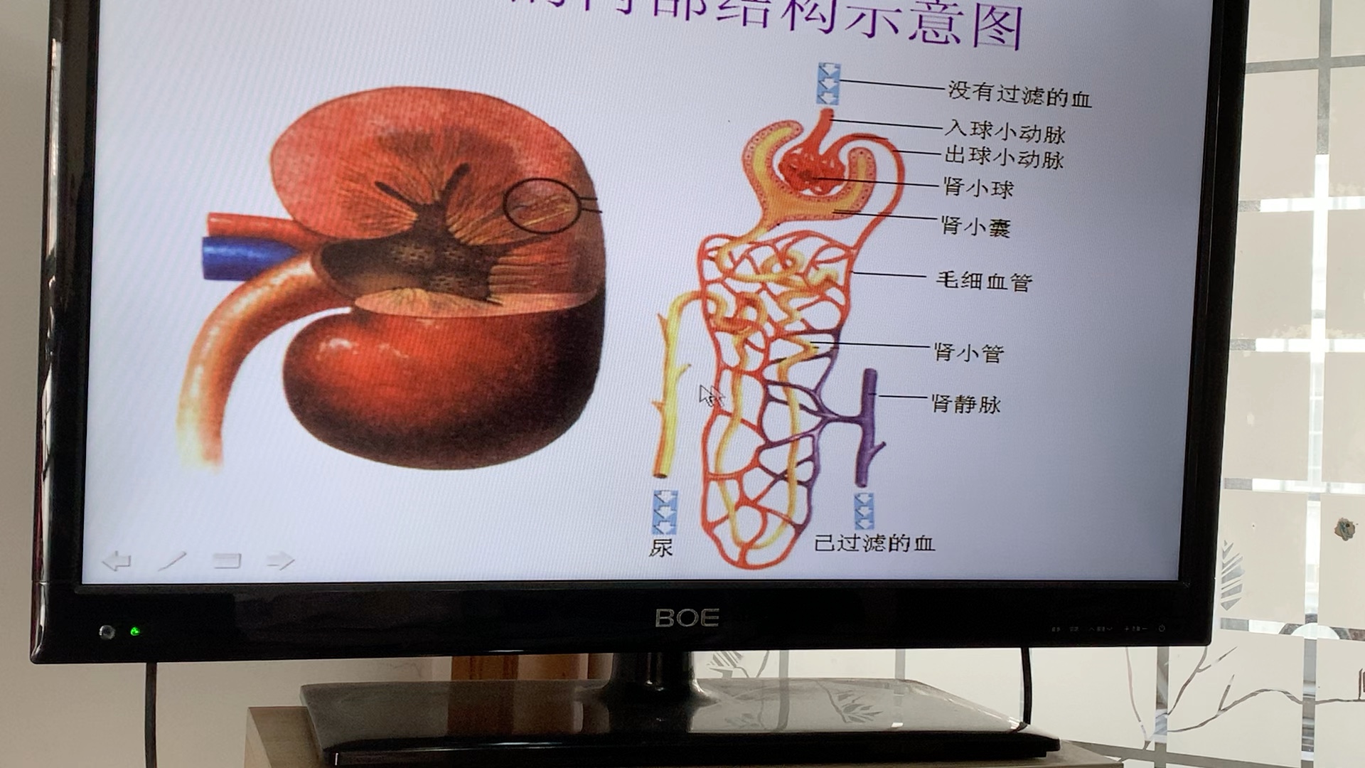 肾脏的结果和功能