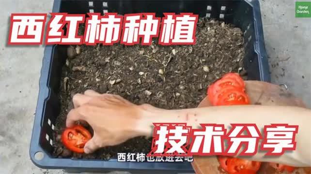 家庭西红柿种植技术分享,切片西红柿