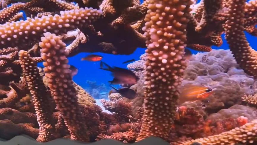 治愈心灵的动画#海底世界