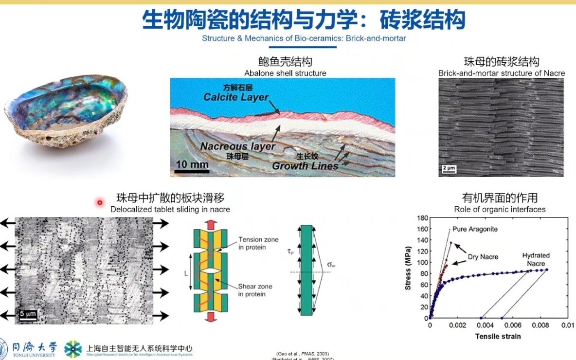 同济大学 印真-仿生结构设计:贝壳教我们如何克服脆性