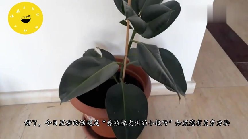 养殖橡皮树时,只需注意这几个小技巧,叶子肥厚有光泽,快学学!