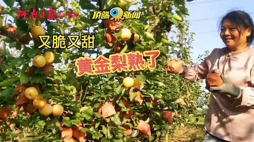 方城县博望镇是河南省最大的黄金梨基地。黄金梨皮薄肉厚
