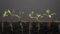 我们吃的菠菜是这样长出来的, 延时拍摄记录菠菜土壤里生长全过程