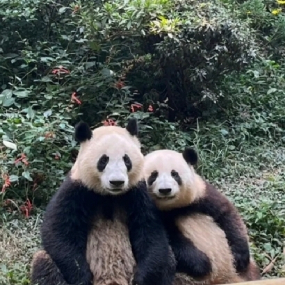 唐老鸭多才多艺 
