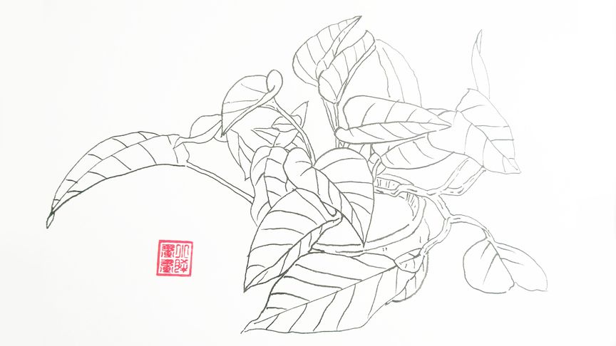 钢笔画入门教程,线描植物,一看就会
