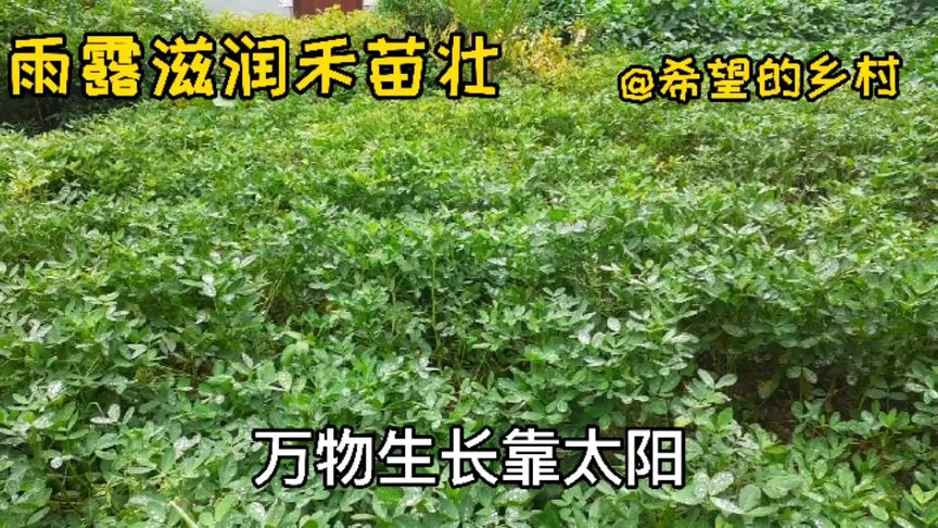 万物生长靠太阳,雨露滋润禾苗壮