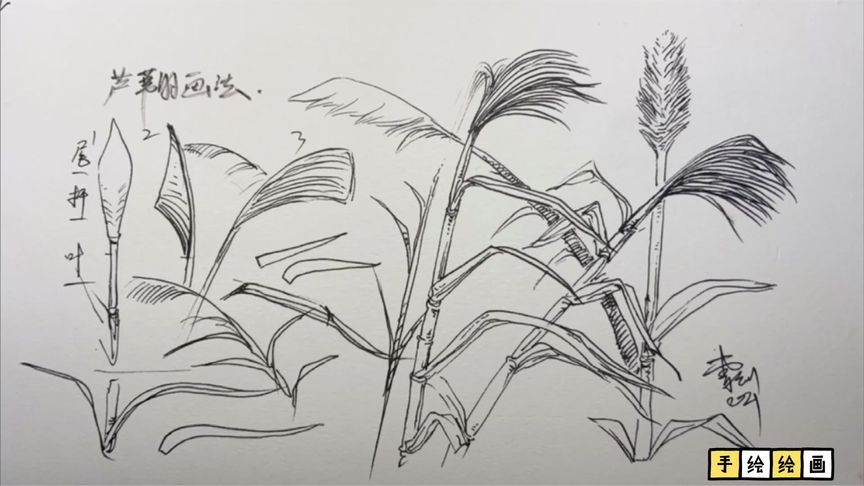 芦苇怎么画?钢笔画风景速写入门教程,基本元素技法学习