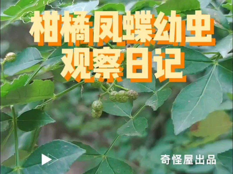 小区野采到的蝴蝶卵,意外孵化,记录生长过程,未完待续