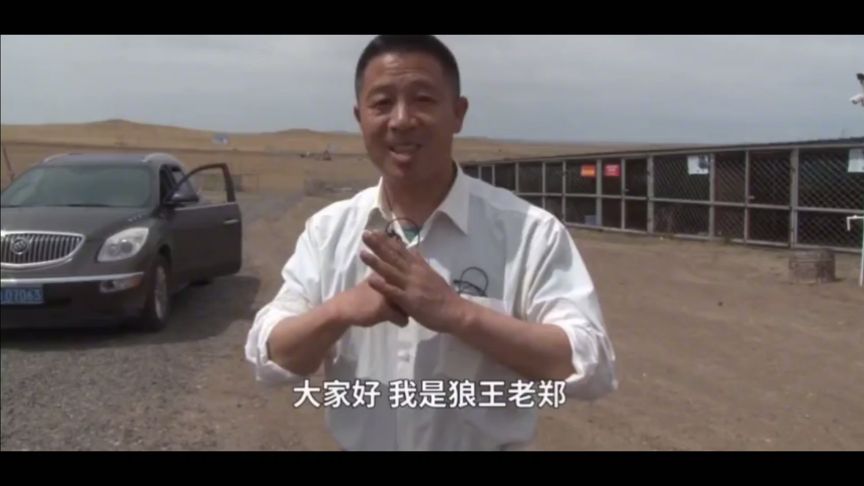 狼和藏獒谁更厉害?藏獒进入狼群,霸气外露不把狼放眼里