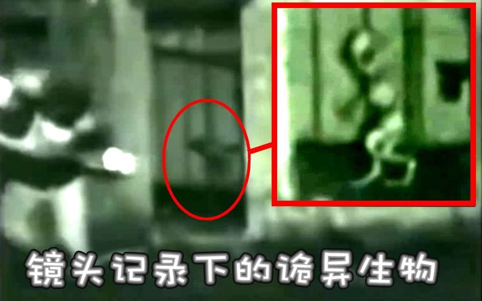 【真实恐怖录像】镜头记录下的诡异生物