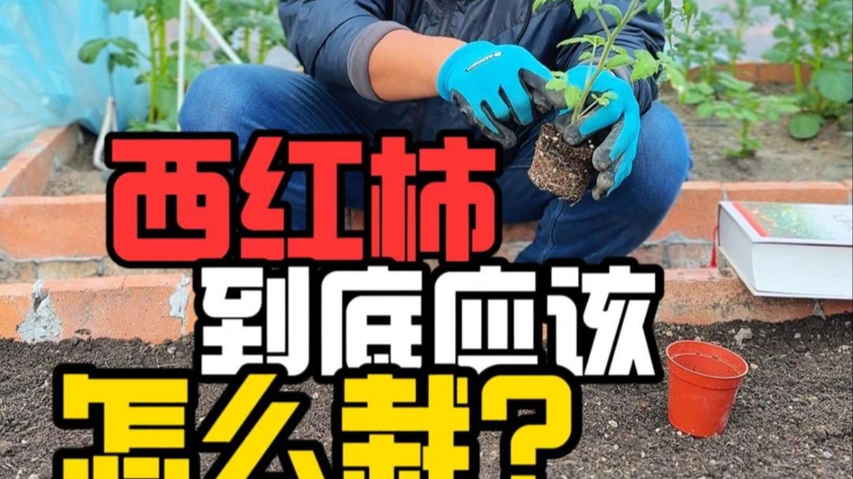 番茄移栽到底埋多深?好的番茄苗正常高度移栽就可以啦~#种植小技巧...