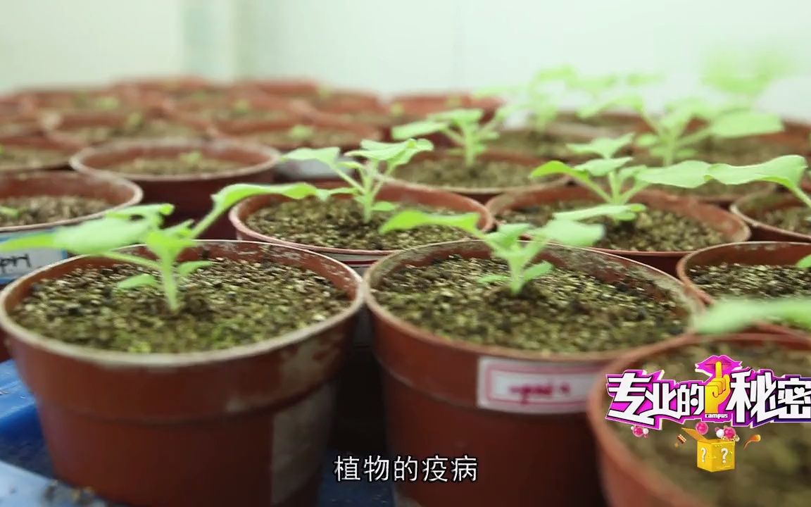 南京农业大学植物保护专业