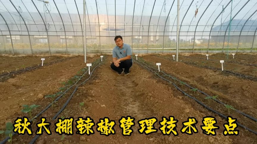 秋大棚辣椒种植技术要点,如何管理才能获得高产高收益!