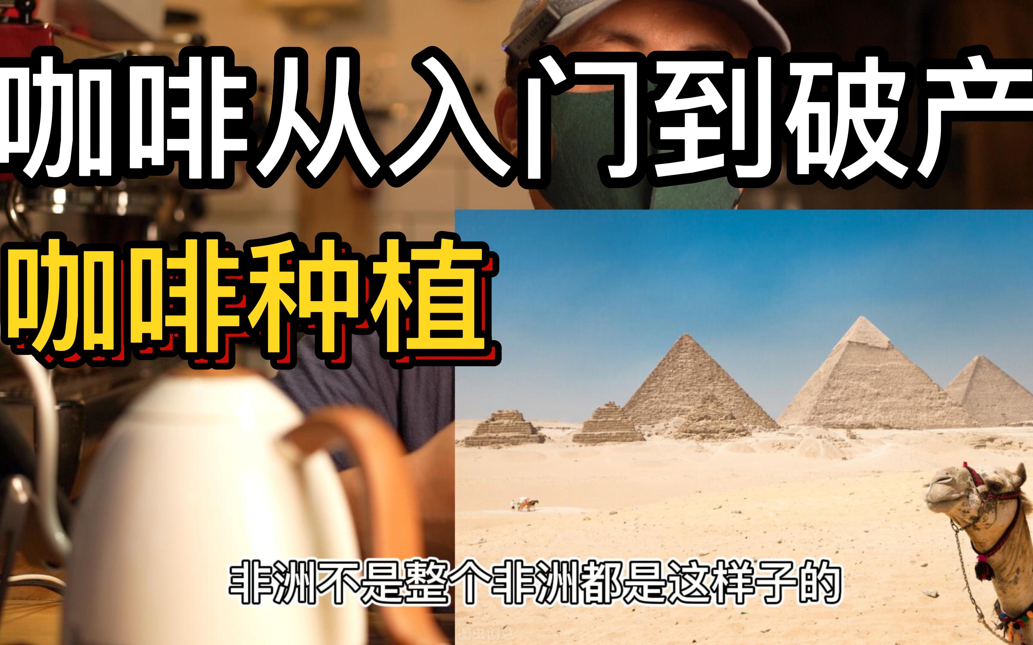 咖啡从入门到破产:咖啡种植