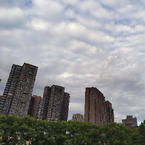 杨金禄 