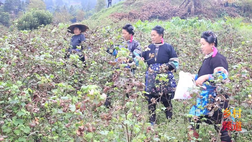 苗家制作衣服原材料踩棉花,棉花是制作衣服最关键的材料之一