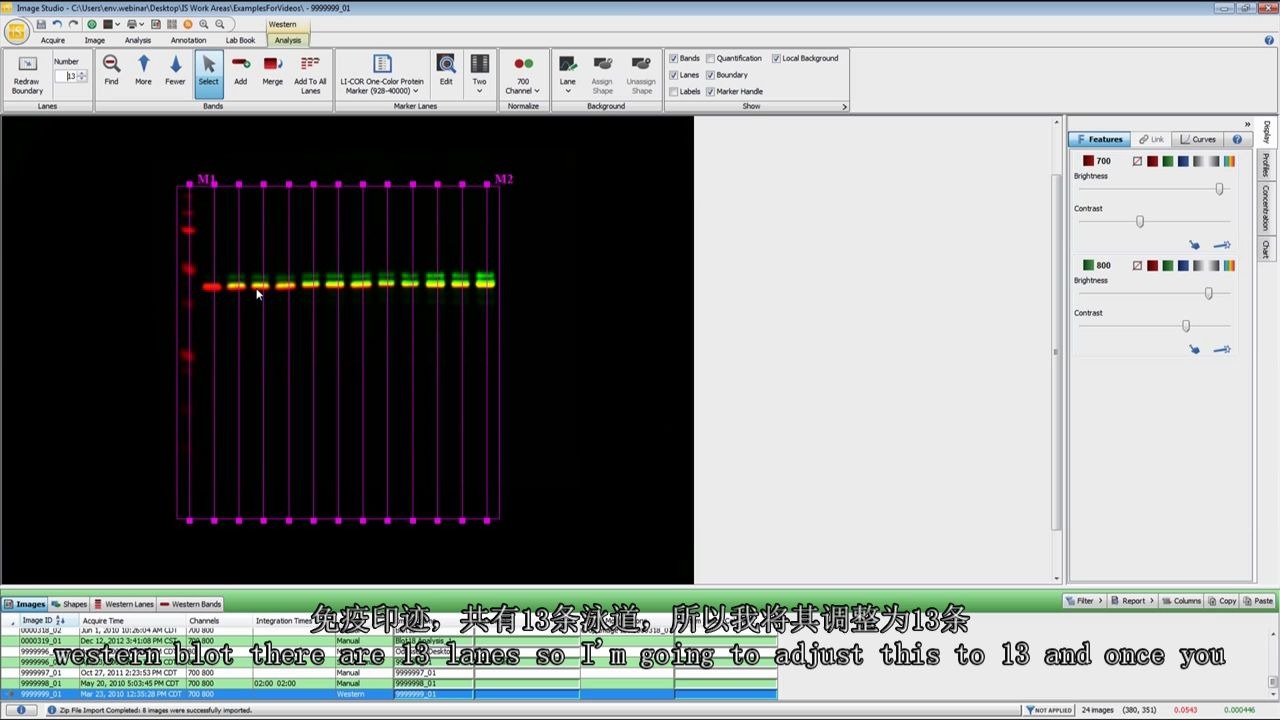 LI-COR Image Studio 4.0 - 定量分析Western Blot