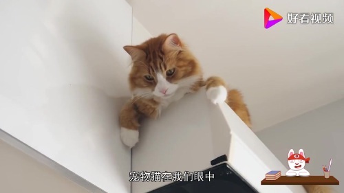 为什么母猫会吃掉刚生下来的小猫?铲屎官一定要看看