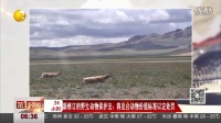新修订的野生动物保护法:将出台动物价值标准以定处罚 第一时间 ...