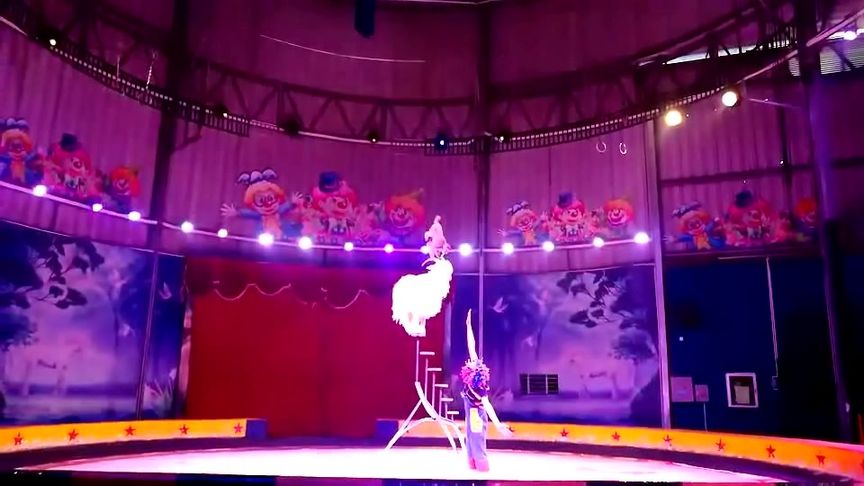 现场观看动物表演,不同种类动物配合默契,表演很完美,赞一个