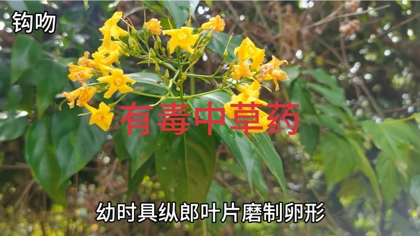 钩吻,中草药,健康,中药小知识,有毒中草药
