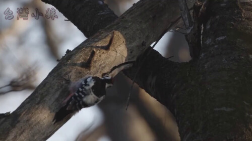 啄木鸟到底是好鸟还是坏鸟?破坏树木,毁坏森林,简直太可恶了!