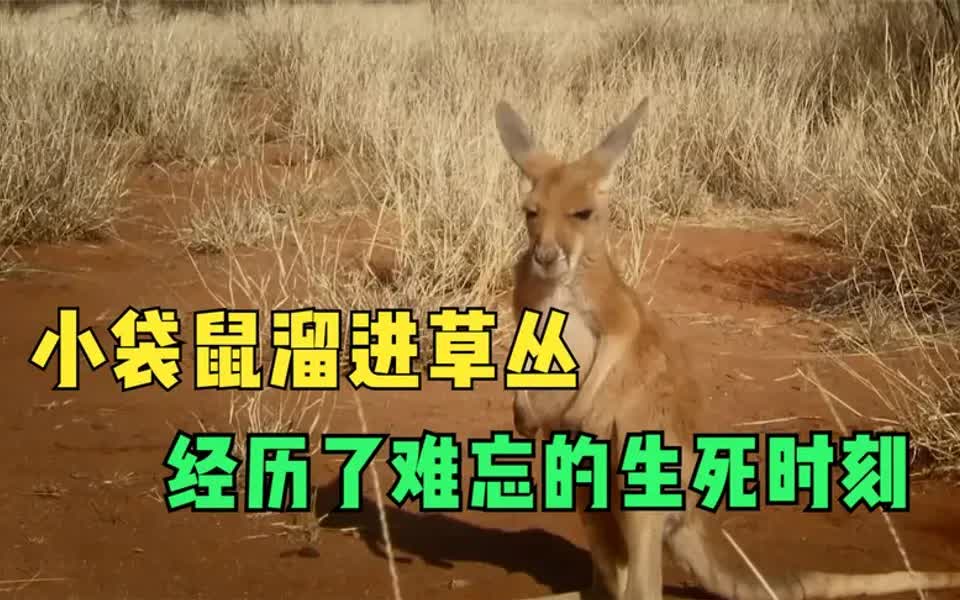 袋鼠妈妈放幼崽出来活动,小袋鼠溜进草丛,经历了难忘的生死时刻