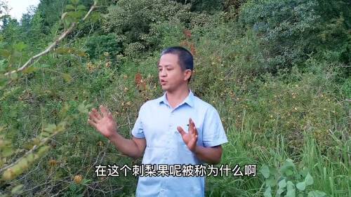 被称为长寿防癌果的野生刺梨成熟了,酸中带甜口感好,有想吃的吗