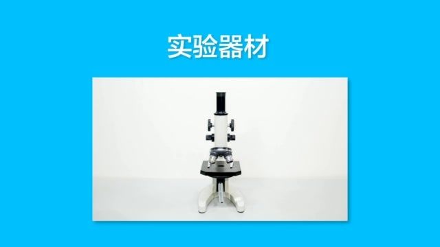 用显微镜观察洋葱鳞片叶表皮细胞
