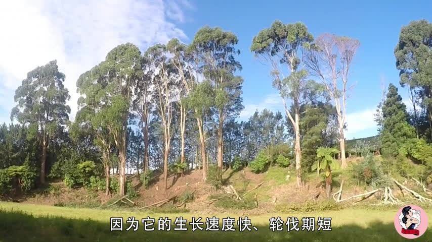 这种树大家抢着种,又植树造林还很赚钱,但是国家却在.