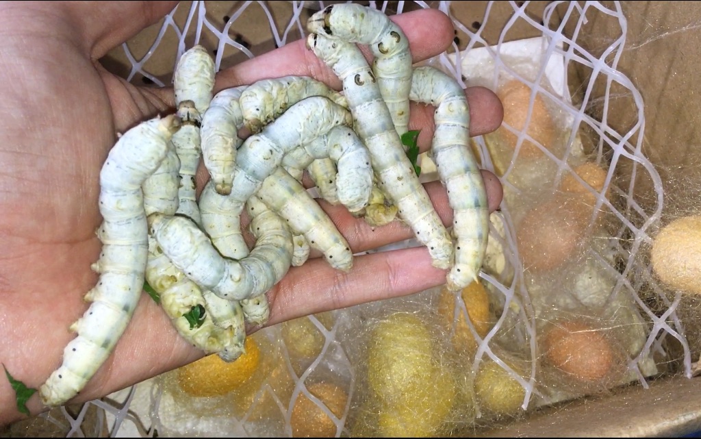 性感的肥蚕 五颜六色的天然彩色蚕茧 大自然真的好神奇~